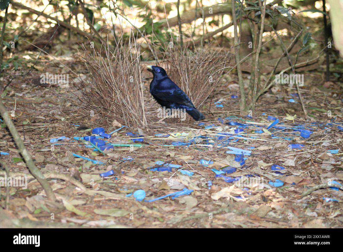 Satin Bowerbird (Ptilonorhynchus violaceus) Aves Stock Photo - Alamy