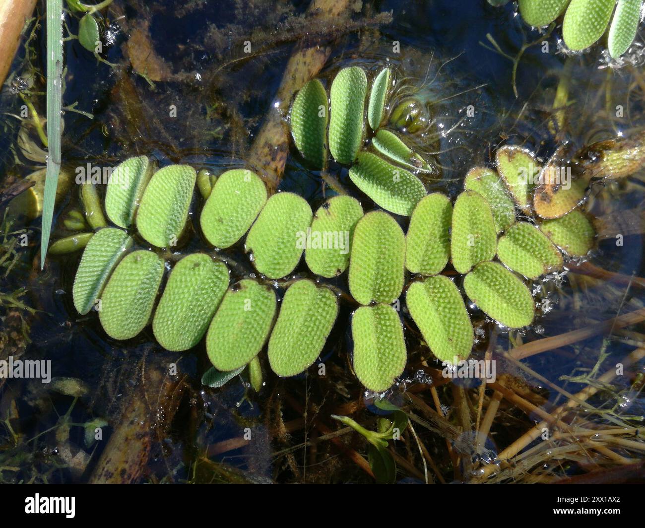 floating fern (Salvinia natans) Plantae Stock Photo - Alamy