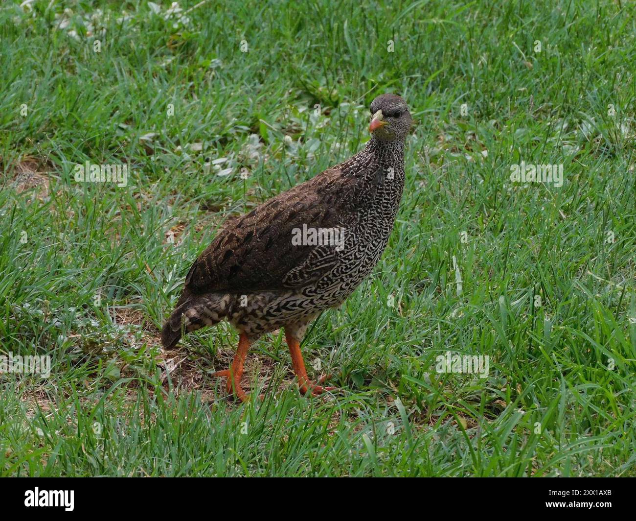 Natal Spurfowl (Pternistis natalensis) Aves Stock Photo - Alamy