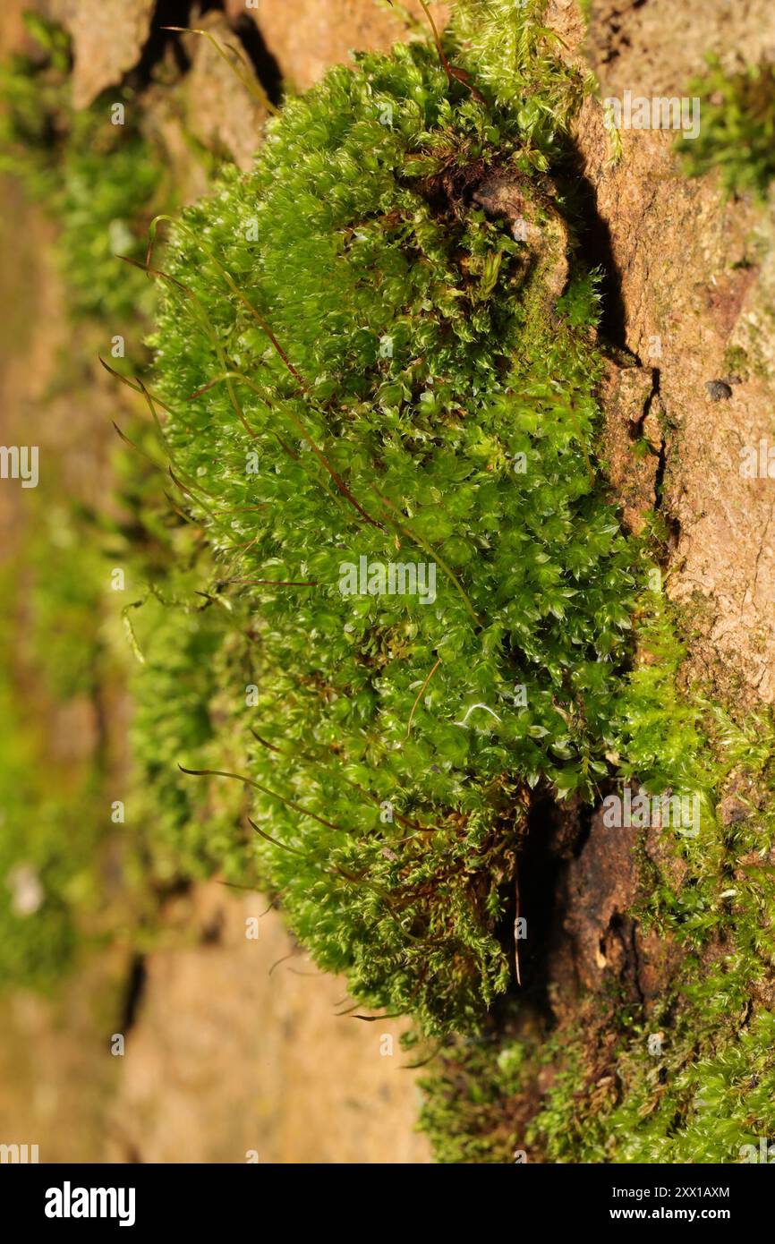 Capillary Thread-moss (Ptychostomum capillare) Plantae Stock Photo - Alamy