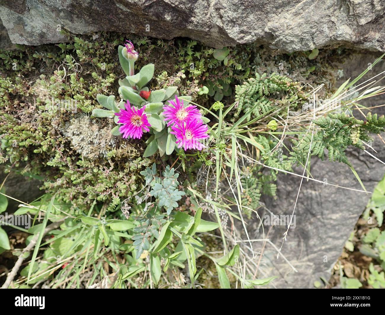 Fire Sheepfig (Delosperma sutherlandii) Plantae Stock Photo - Alamy