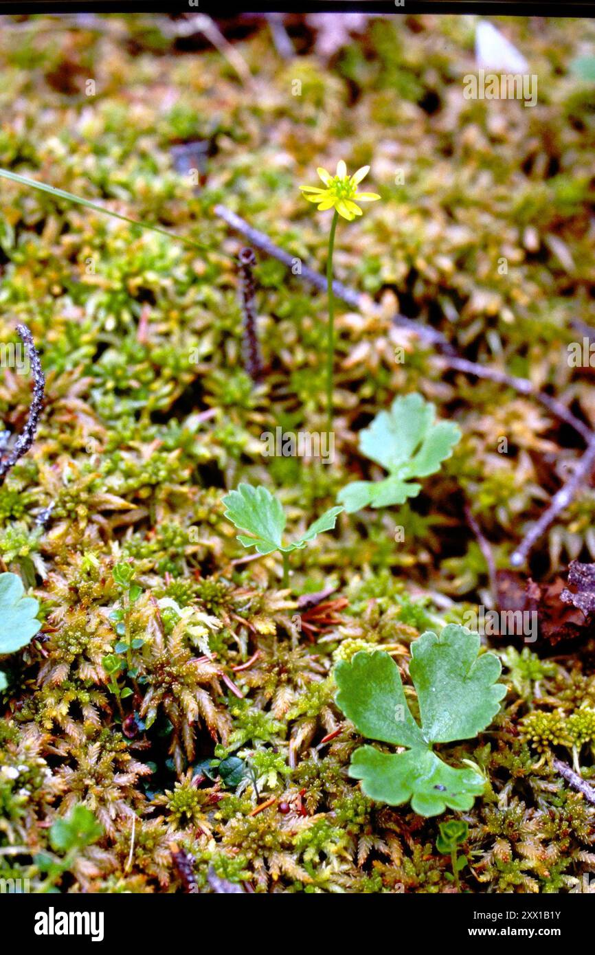 Lapland Buttercup (Ranunculus lapponicus) Plantae Stock Photo - Alamy