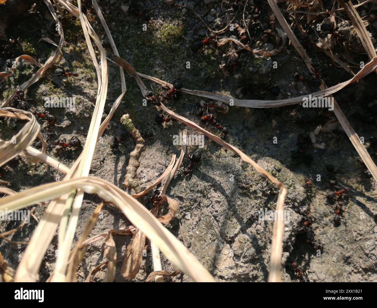Wood, Mound, and Field Ants (Formica) Insecta Stock Photo - Alamy