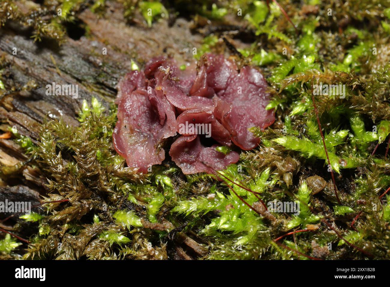Purple Jellydisc (Ascocoryne sarcoides) Fungi Stock Photo - Alamy