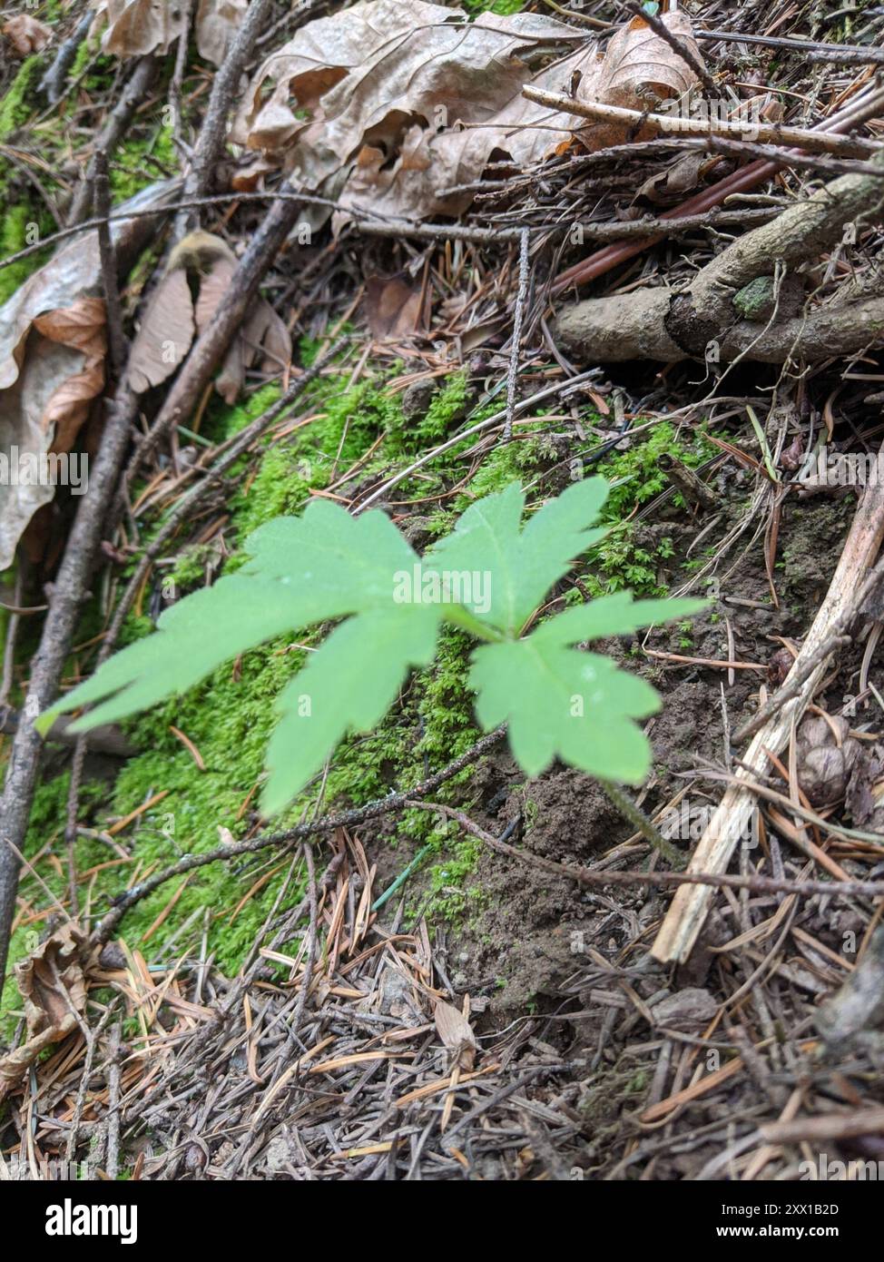 Pacific Waterleaf (Hydrophyllum tenuipes) Plantae Stock Photo - Alamy
