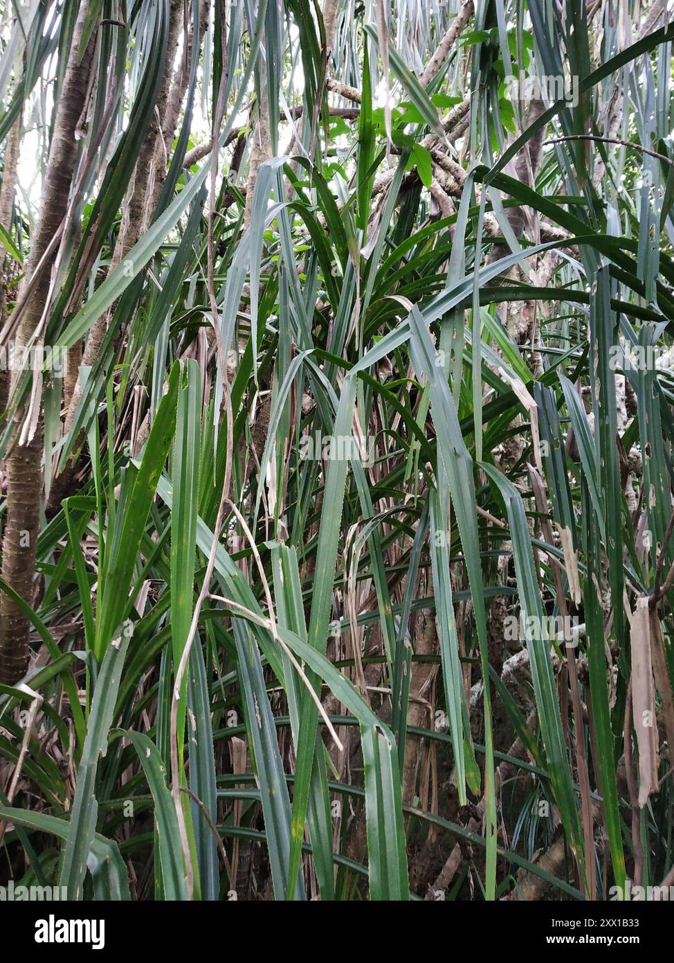 Himalayan screw-pine (Pandanus furcatus) Plantae Stock Photo - Alamy