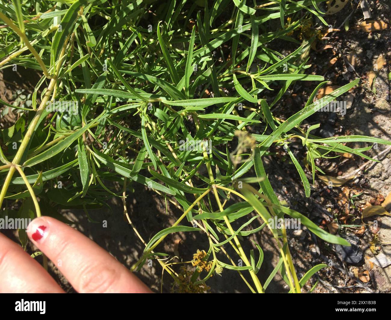 Narrowleaf Yellowtops (Flaveria linearis) Plantae Stock Photo - Alamy