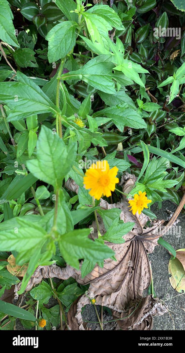 trailing daisy (Sphagneticola trilobata) Plantae Stock Photo - Alamy