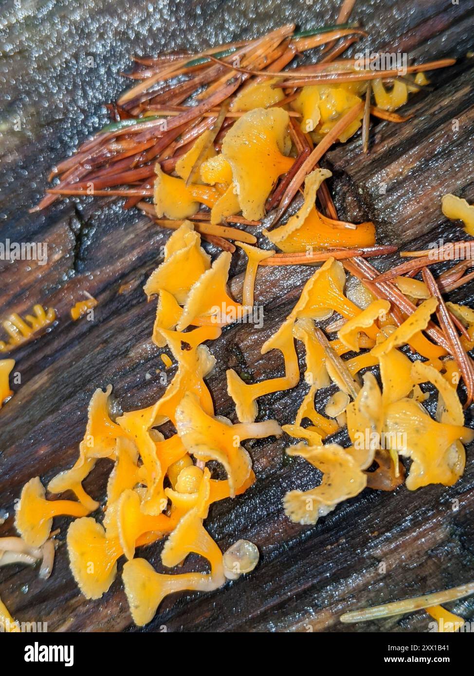 Fan shaped jelly fungi hi-res stock photography and images - Alamy
