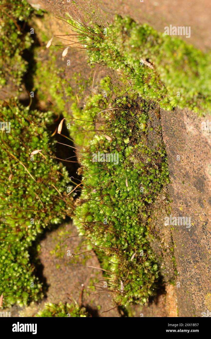 Capillary Thread-moss (Ptychostomum capillare) Plantae Stock Photo - Alamy