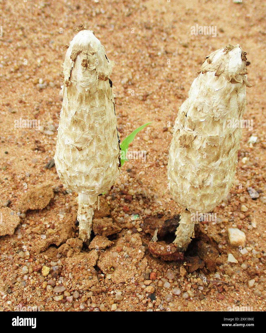 Podaxis hi-res stock photography and images - Alamy