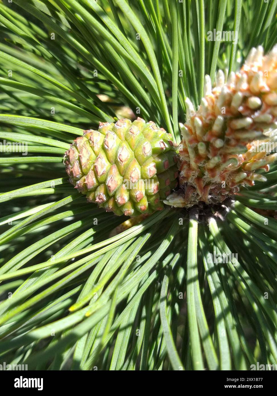 black pine (Pinus nigra) Plantae Stock Photo - Alamy