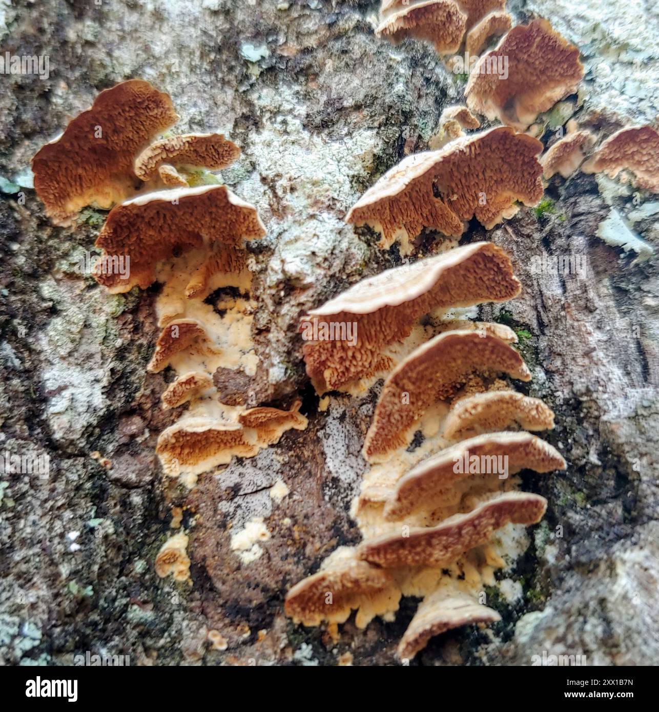 violet-toothed polypore (Trichaptum biforme) Fungi Stock Photo - Alamy