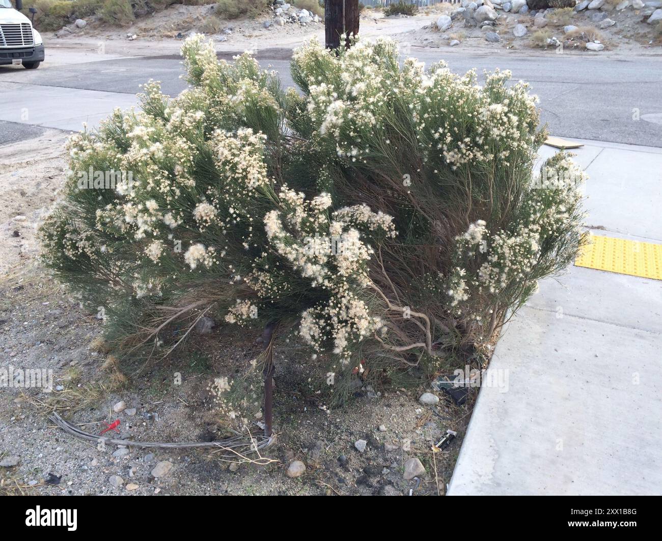 Desert Broom (Baccharis sarothroides) Plantae Stock Photo - Alamy