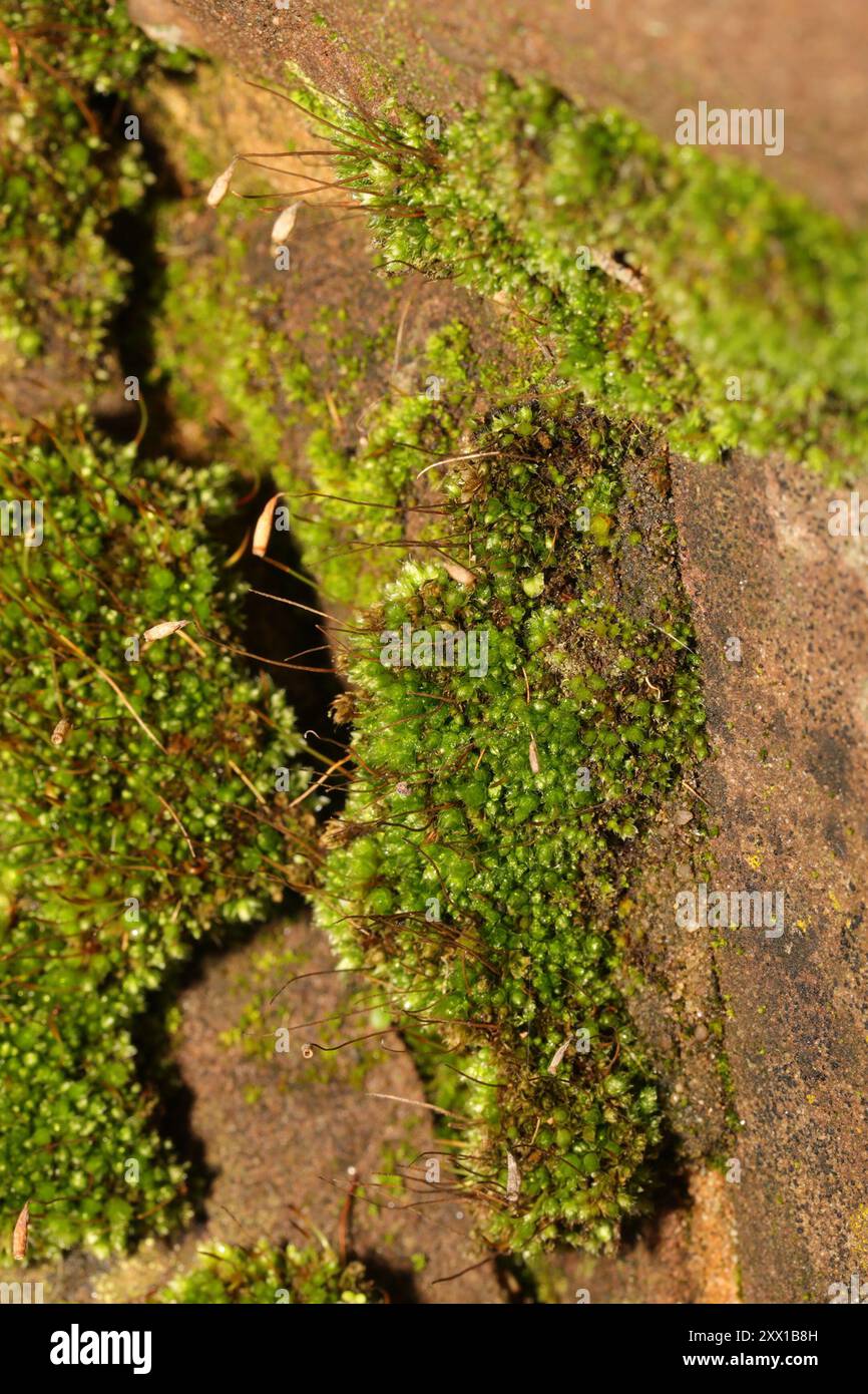 Capillary Thread-moss (Ptychostomum capillare) Plantae Stock Photo - Alamy