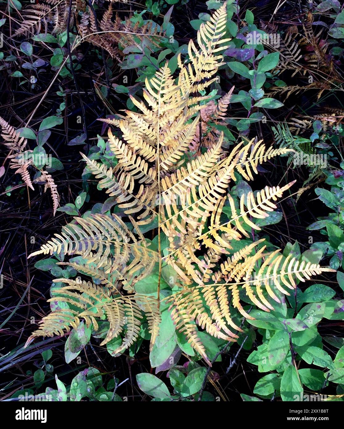 common bracken (Pteridium aquilinum) Plantae Stock Photo - Alamy