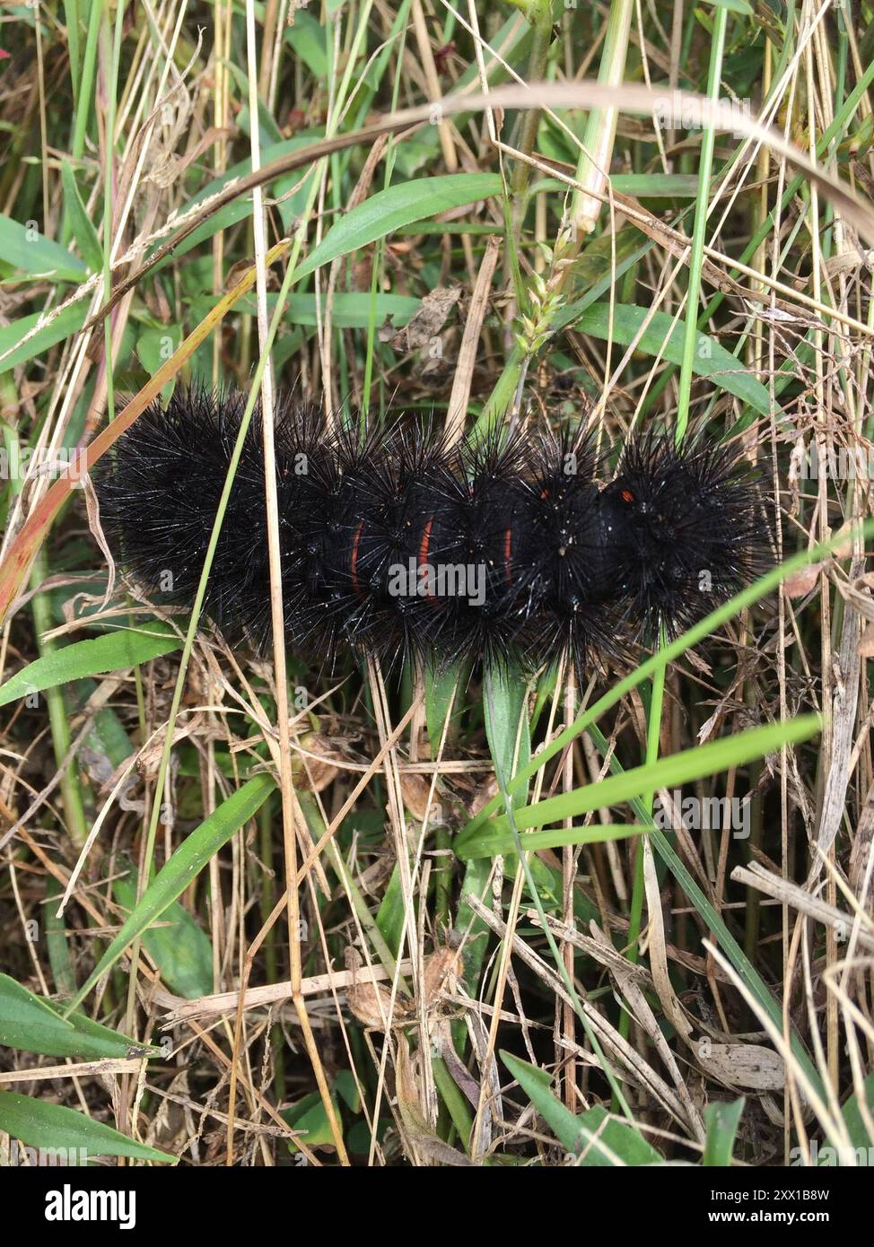 Giant Leopard Moth (Hypercompe scribonia) Insecta Stock Photo - Alamy