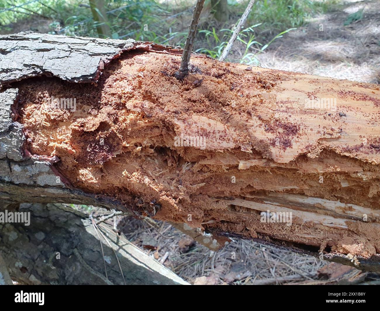 Huhu (Prionoplus reticularis) Insecta Stock Photo - Alamy