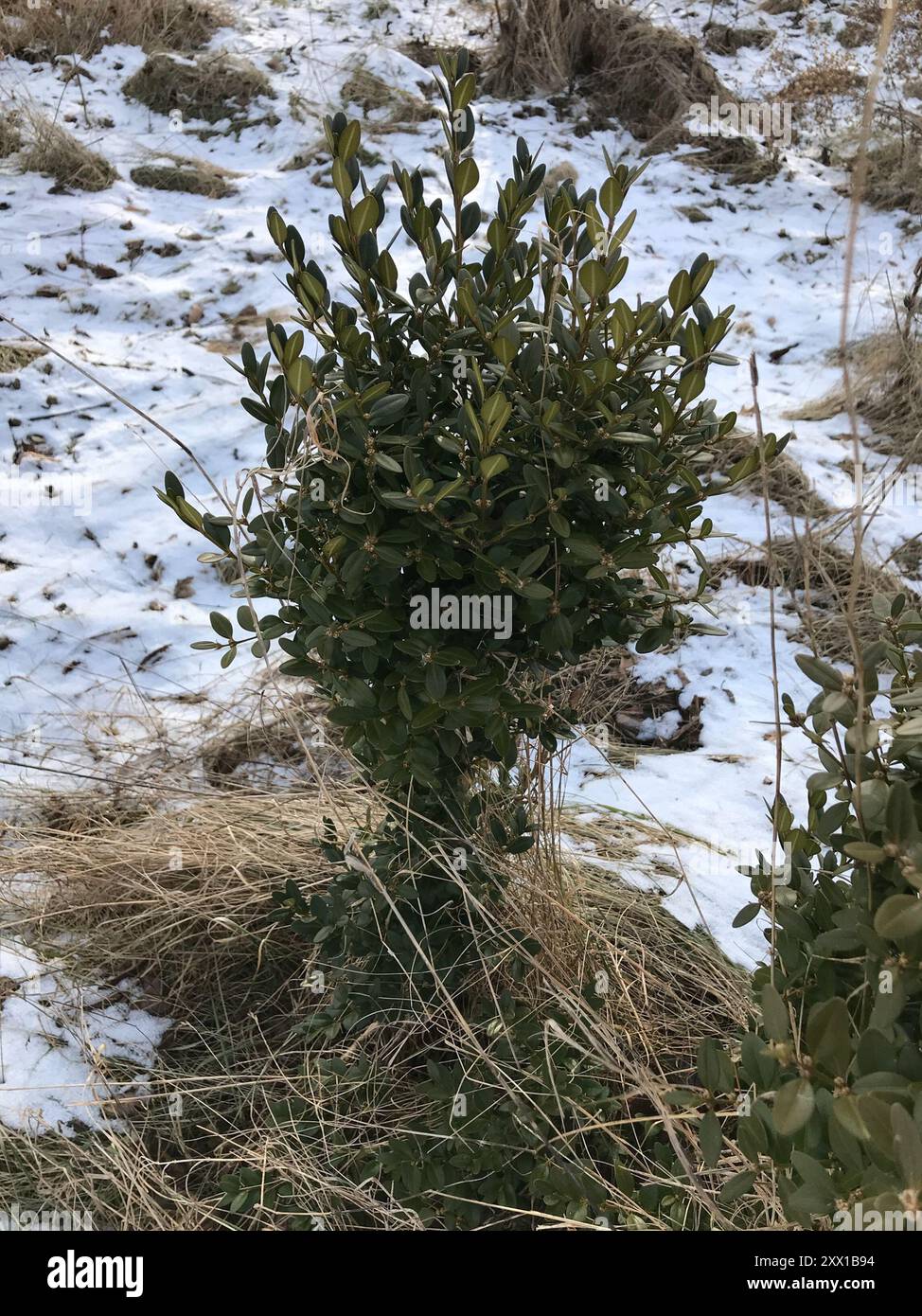 common box (Buxus sempervirens) Plantae Stock Photo - Alamy
