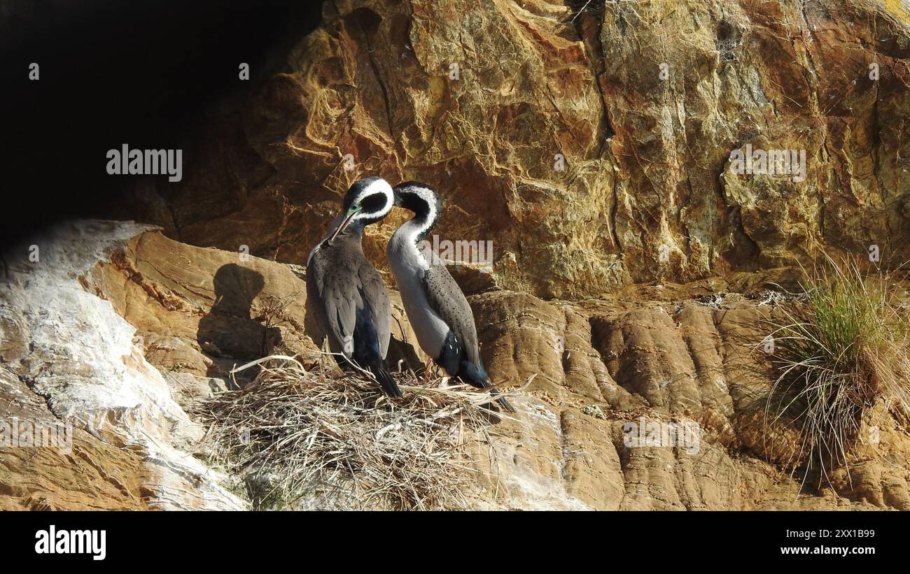 Mainland Spotted Shag (Phalacrocorax punctatus punctatus) Aves Stock ...