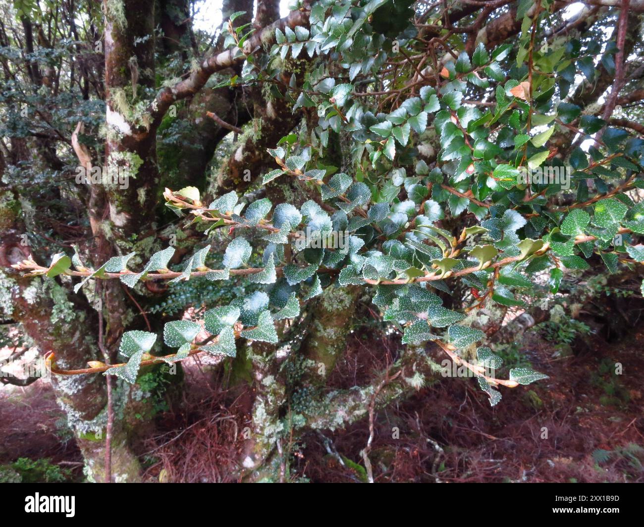 Myrtle Beech (Nothofagus cunninghamii) Plantae Stock Photo - Alamy