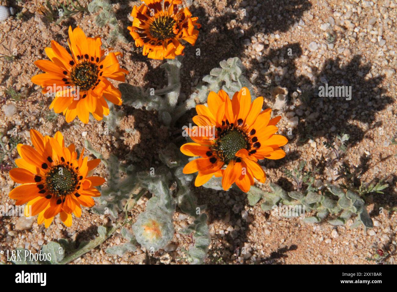 Monarch-of-the-veldt (Arctotis fastuosa) Plantae Stock Photo - Alamy