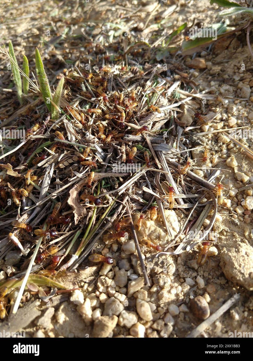 Southern Harvester Termite (Microhodotermes viator) Insecta Stock Photo ...