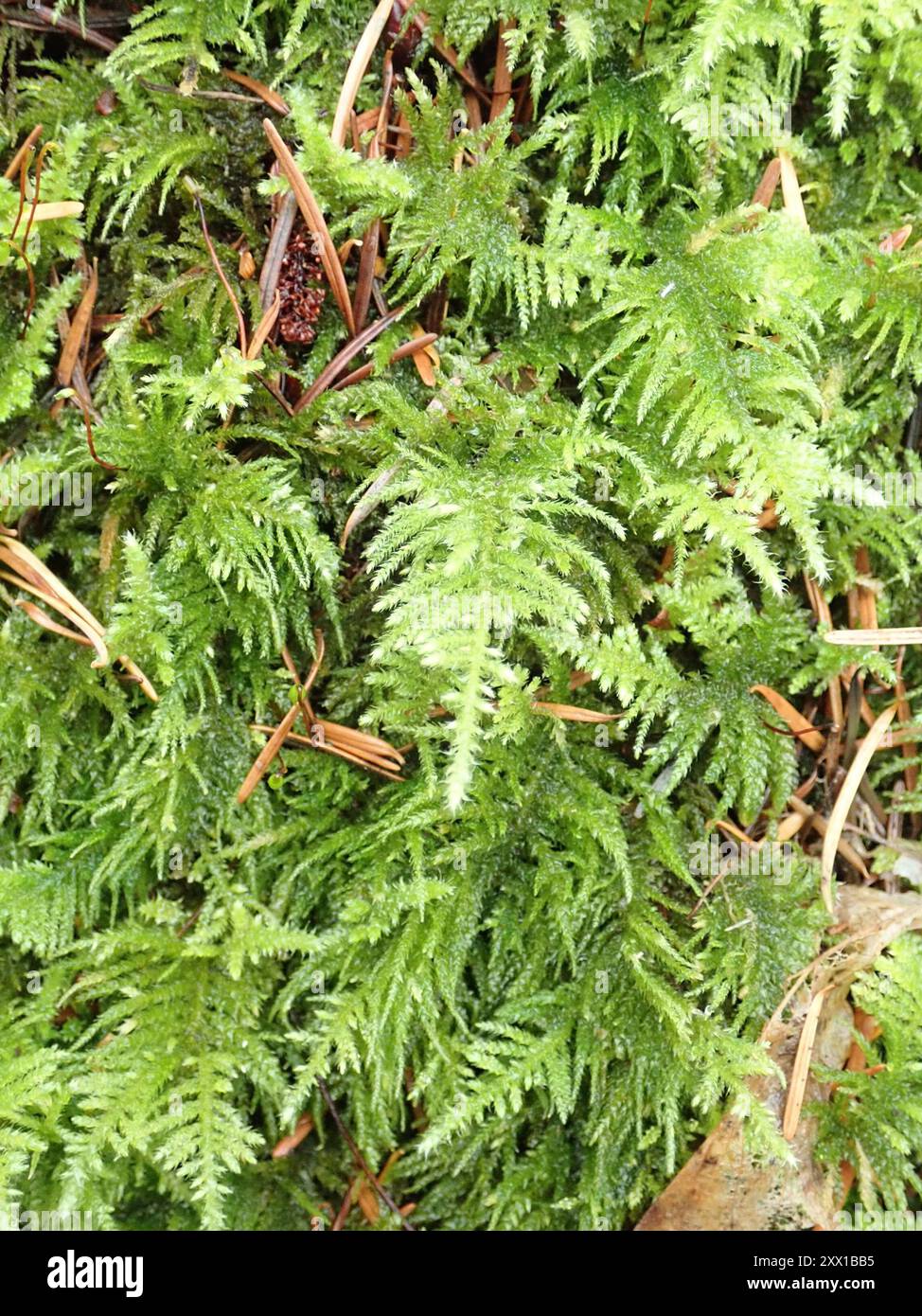 Oregon Beaked Moss (Kindbergia oregana) Plantae Stock Photo - Alamy