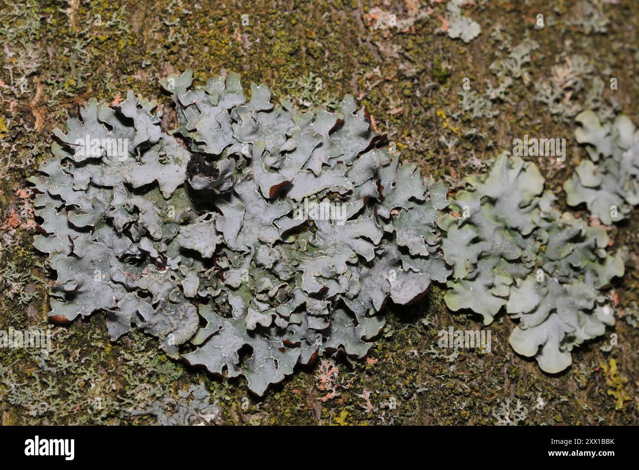shield lichen (Parmelia sulcata) Fungi Stock Photo - Alamy