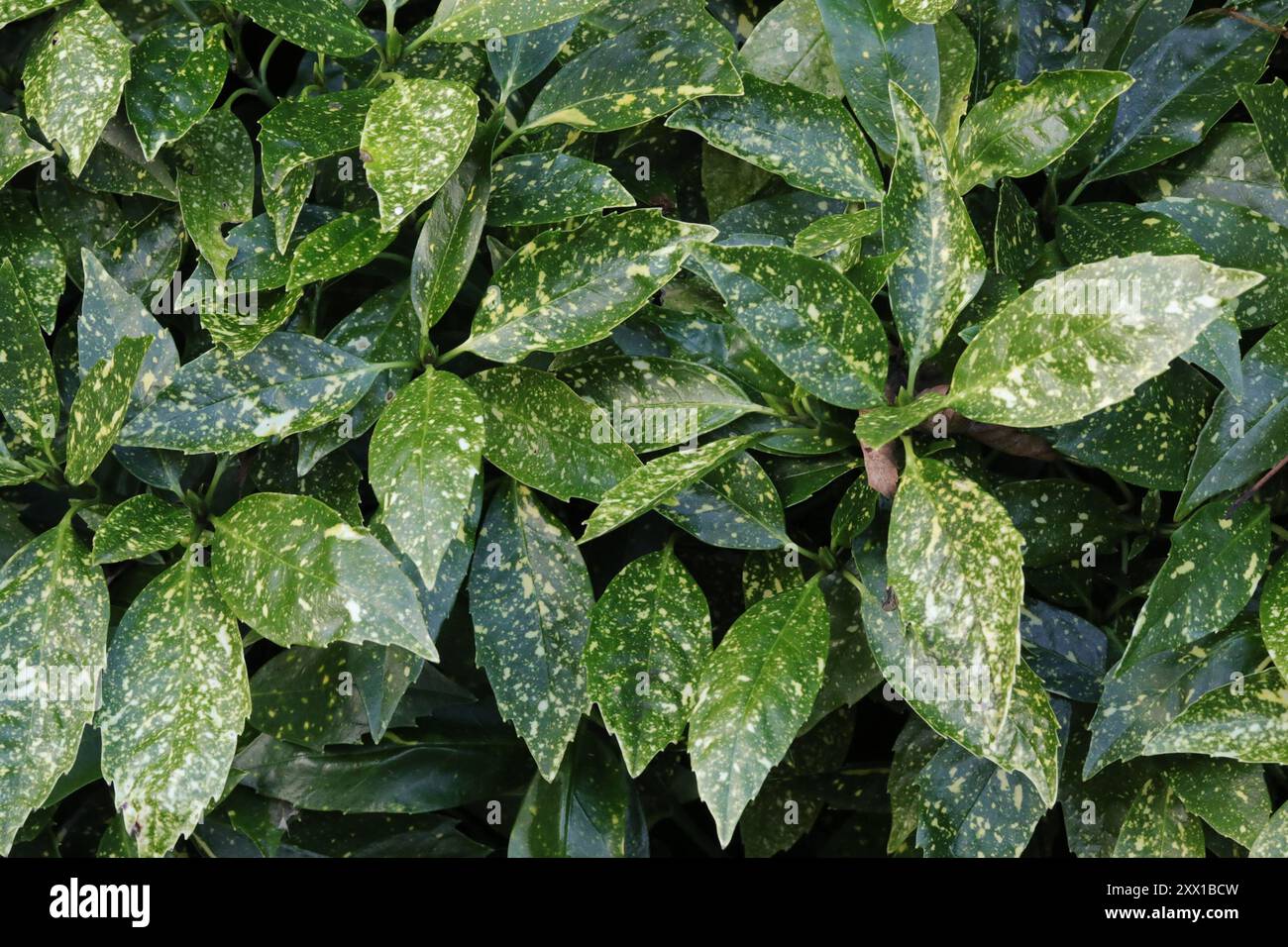 Japanese aucuba (Aucuba japonica) Plantae Stock Photo - Alamy