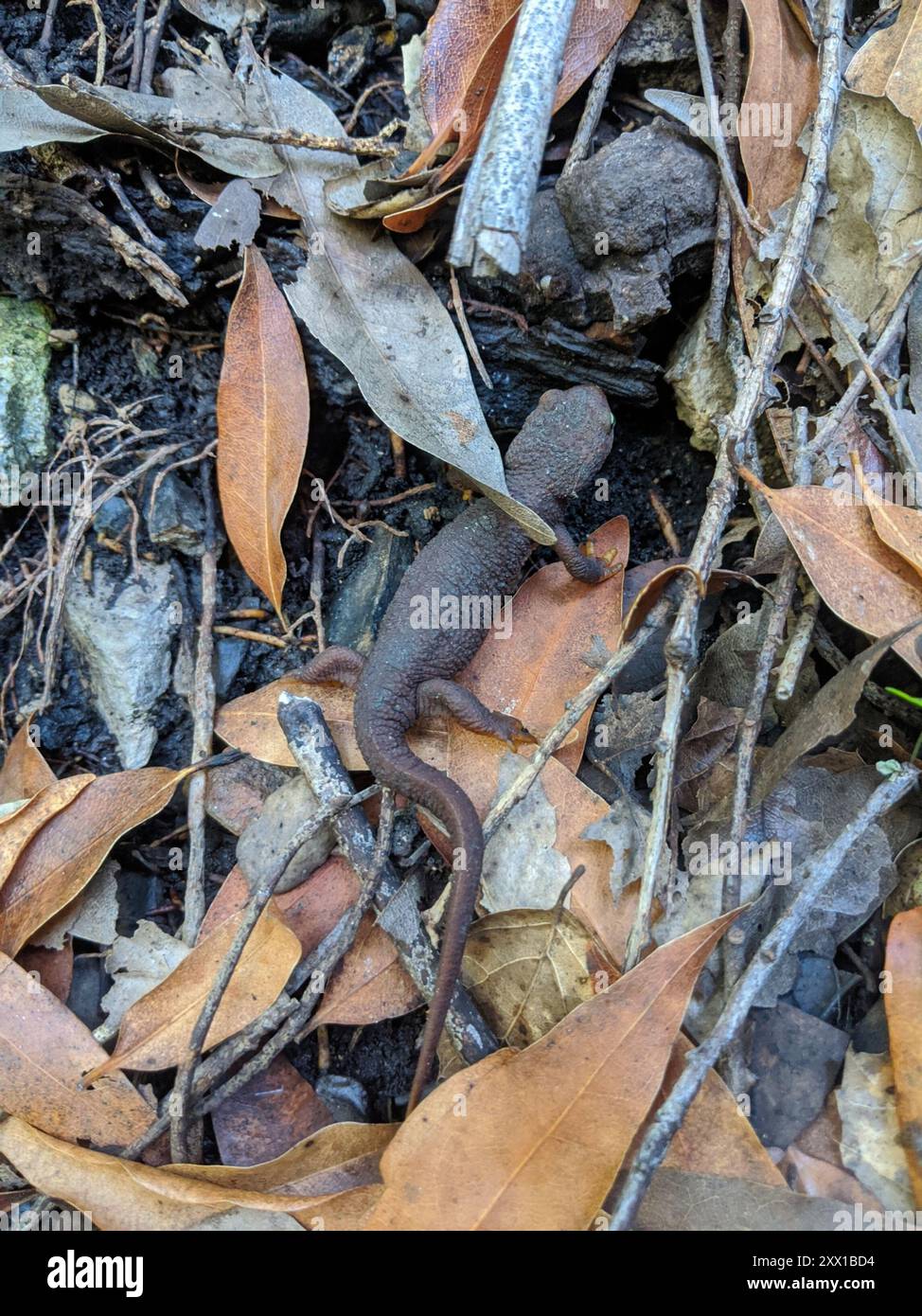 California Newt (Taricha torosa) Amphibia Stock Photo - Alamy