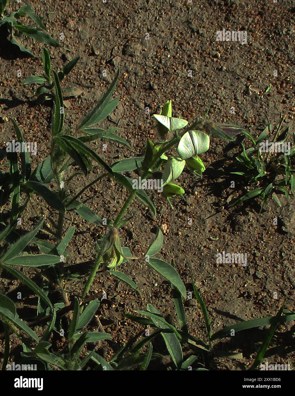 legumes (Fabaceae) Plantae Stock Photo - Alamy