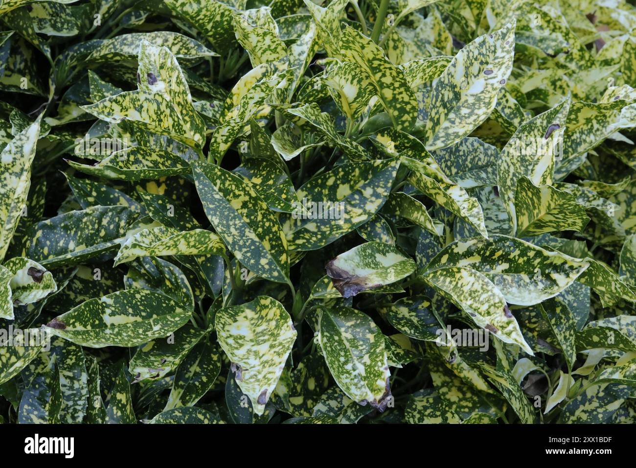 Japanese aucuba (Aucuba japonica) Plantae Stock Photo - Alamy