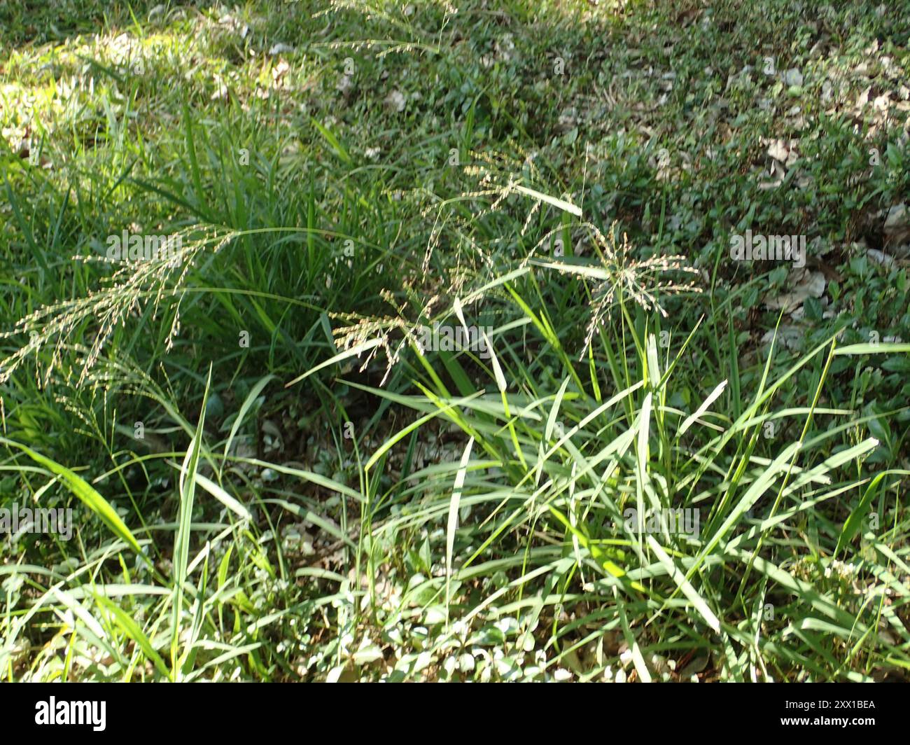 guinea grass (Megathyrsus maximus) Plantae Stock Photo - Alamy