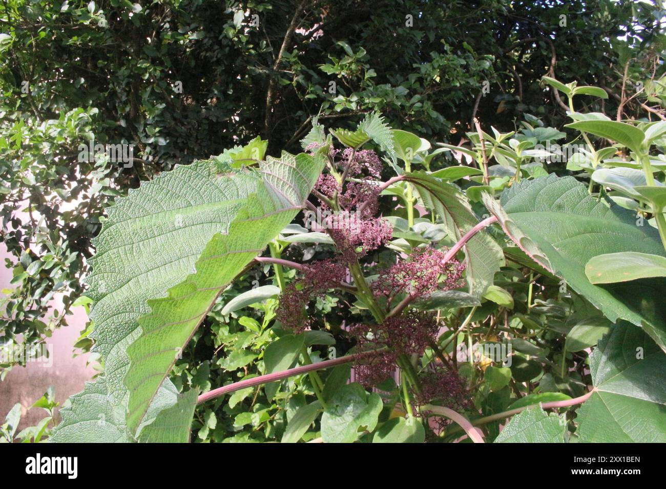 Scratchbush (Urera baccifera) Plantae Stock Photo - Alamy