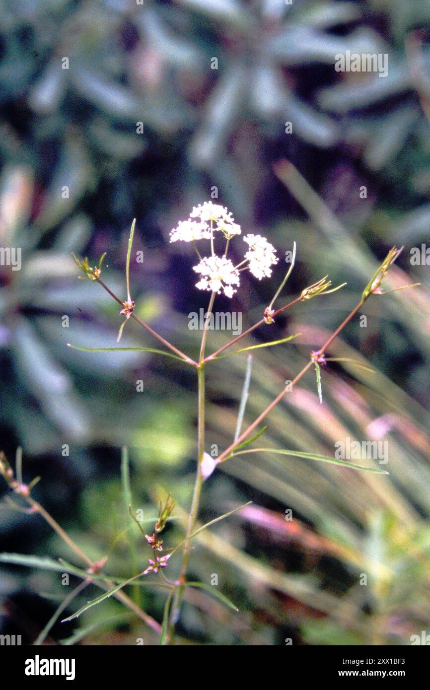 bulblet-bearing water hemlock (Cicuta bulbifera) Plantae Stock Photo ...