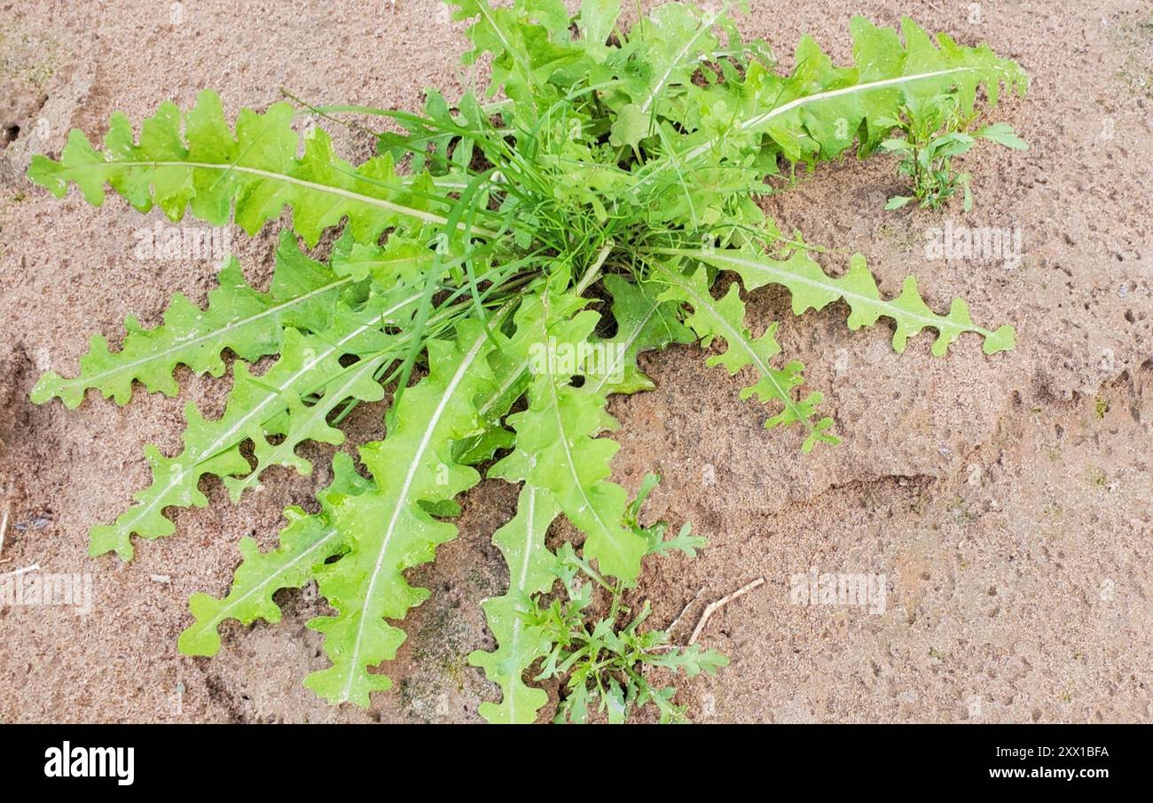 mustard family (Brassicaceae) Plantae Stock Photo - Alamy