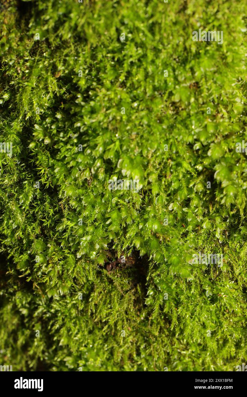 Capillary Thread-moss (Ptychostomum capillare) Plantae Stock Photo - Alamy