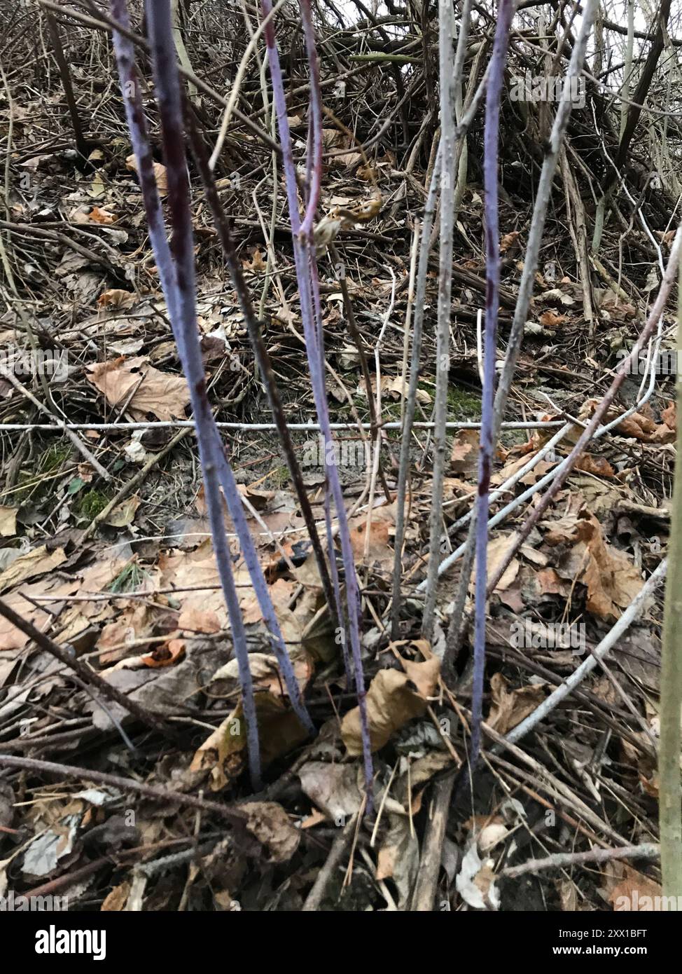 black raspberry (Rubus occidentalis) Plantae Stock Photo - Alamy