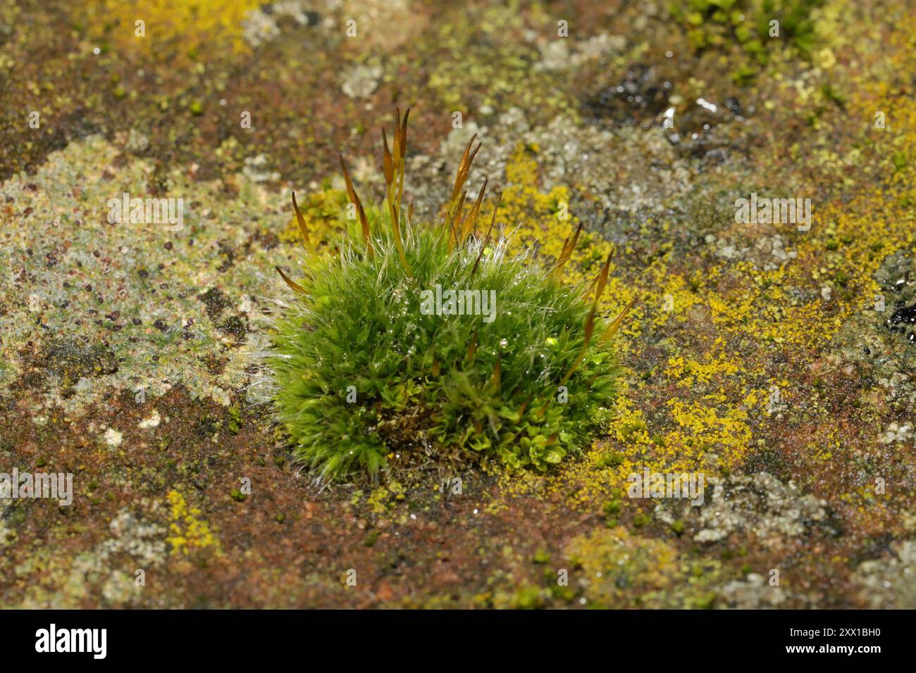Wall Screw-moss (Tortula muralis) Plantae Stock Photo - Alamy