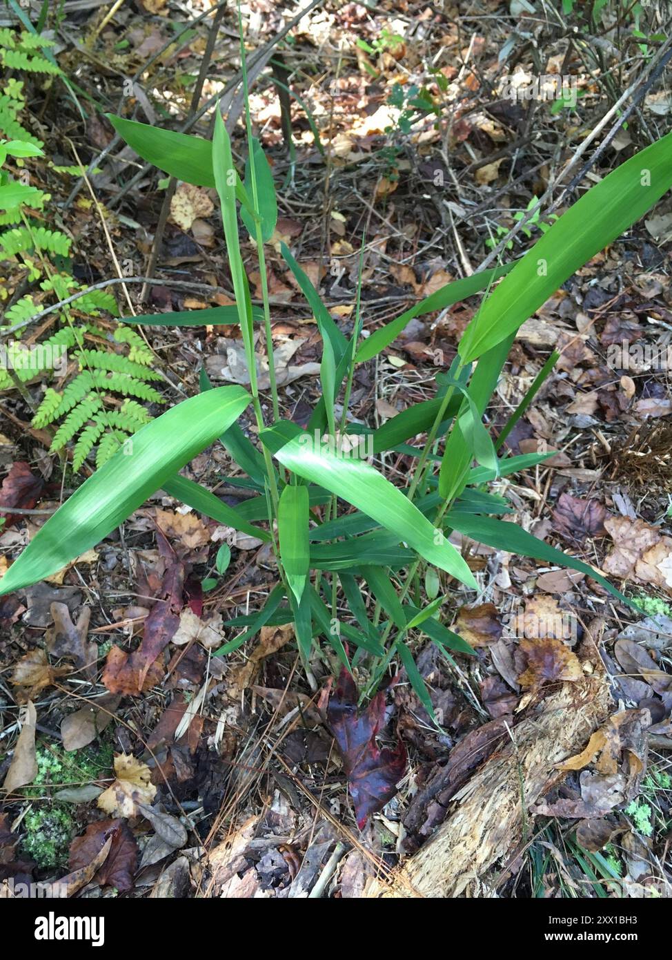 switch cane (Arundinaria tecta) Plantae Stock Photo - Alamy