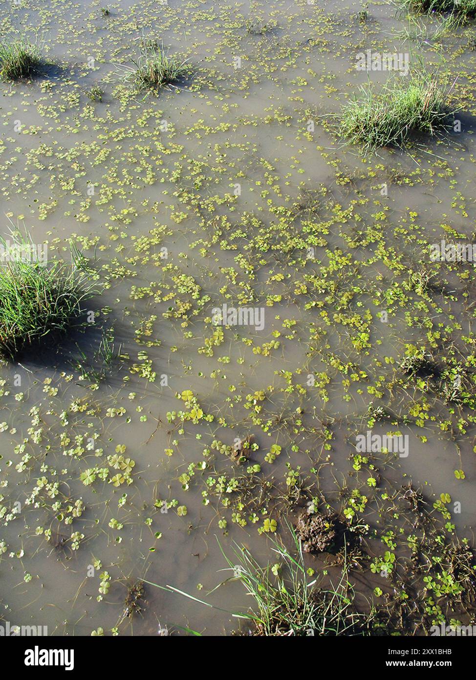 Helicopter Ferns (Marsilea) Plantae Stock Photo - Alamy