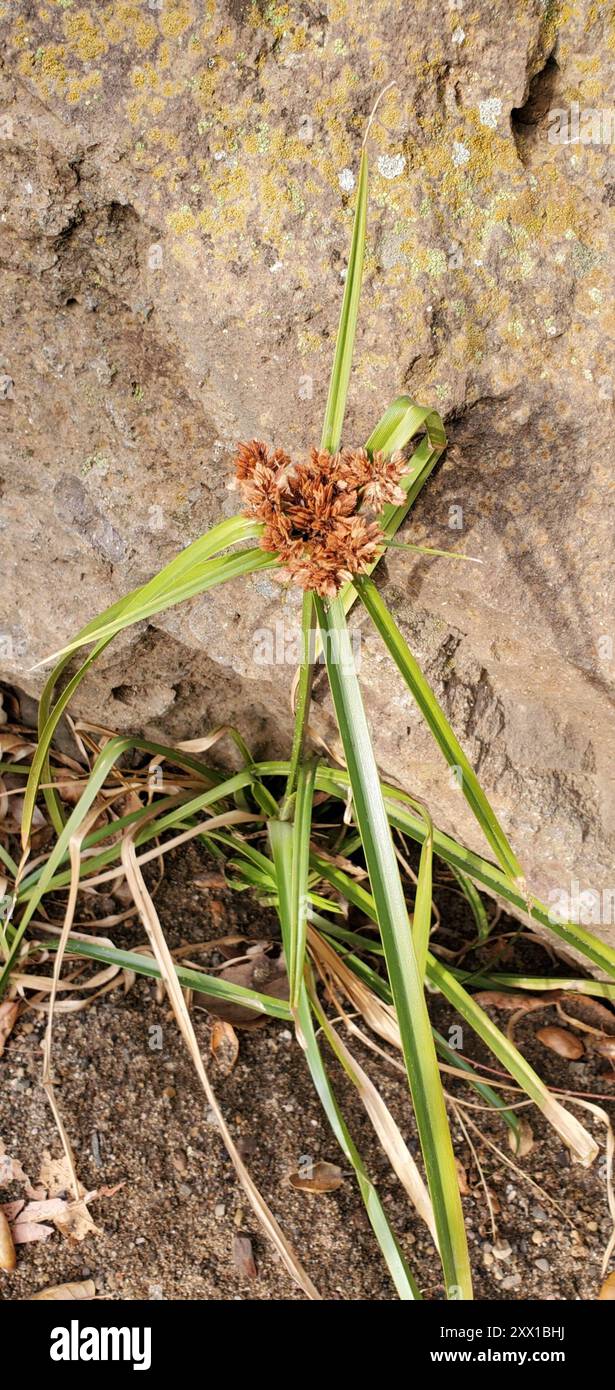 tall flatsedge (Cyperus eragrostis) Plantae Stock Photo - Alamy