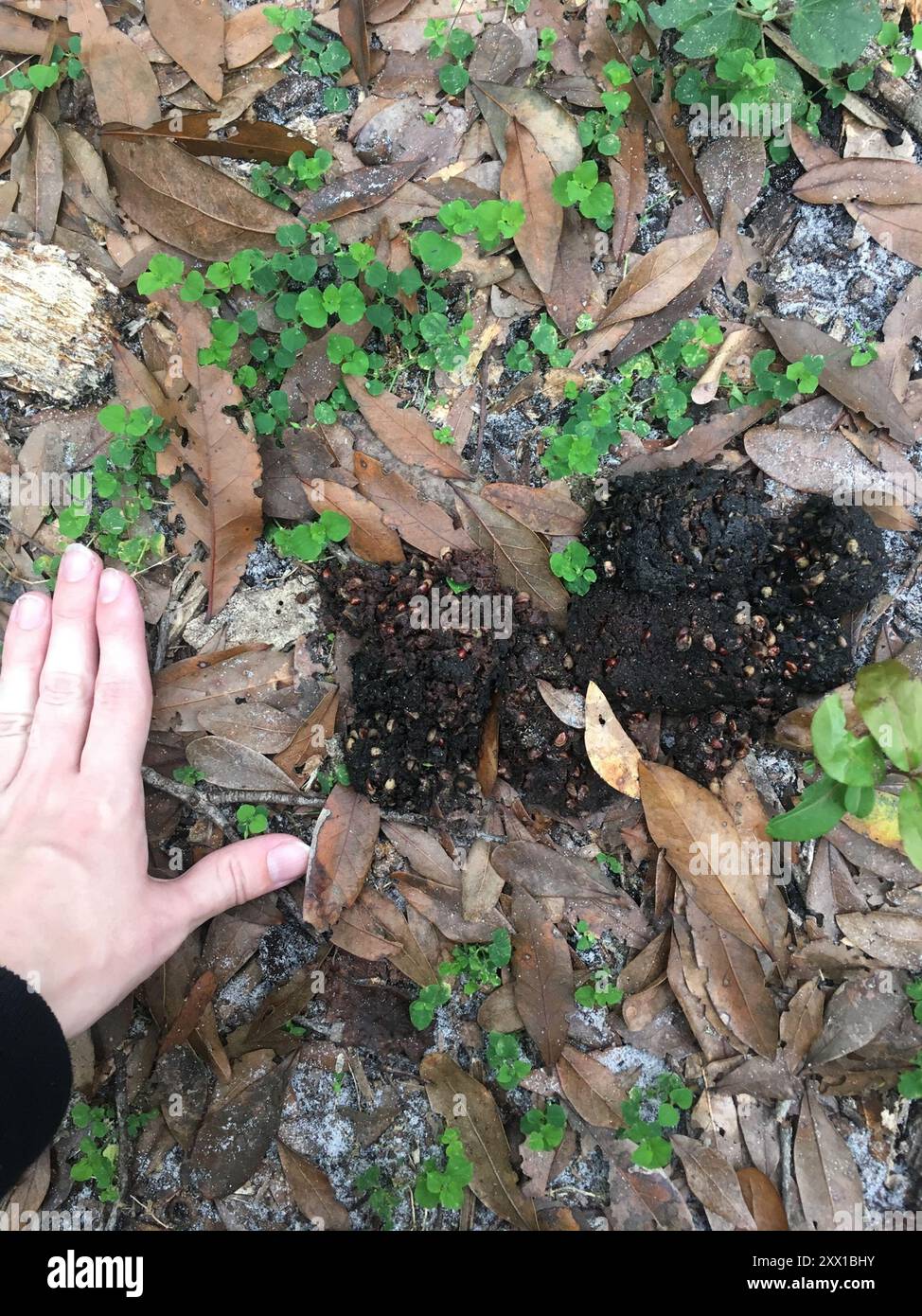 Carnivorans (Carnivora) Mammalia Stock Photo - Alamy