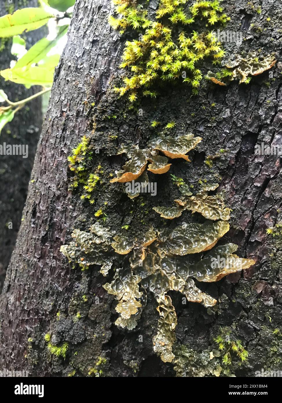 Lung Lichens (Lobaria) Fungi Stock Photo - Alamy