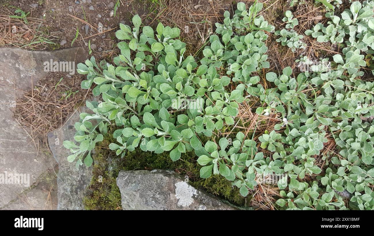 Northern Pussytoes (Antennaria howellii neodioica) Plantae Stock Photo ...