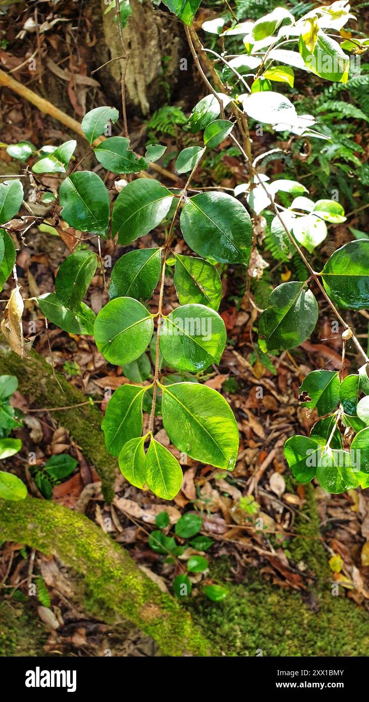 Grey Myrtle (Backhousia myrtifolia) Plantae Stock Photo - Alamy