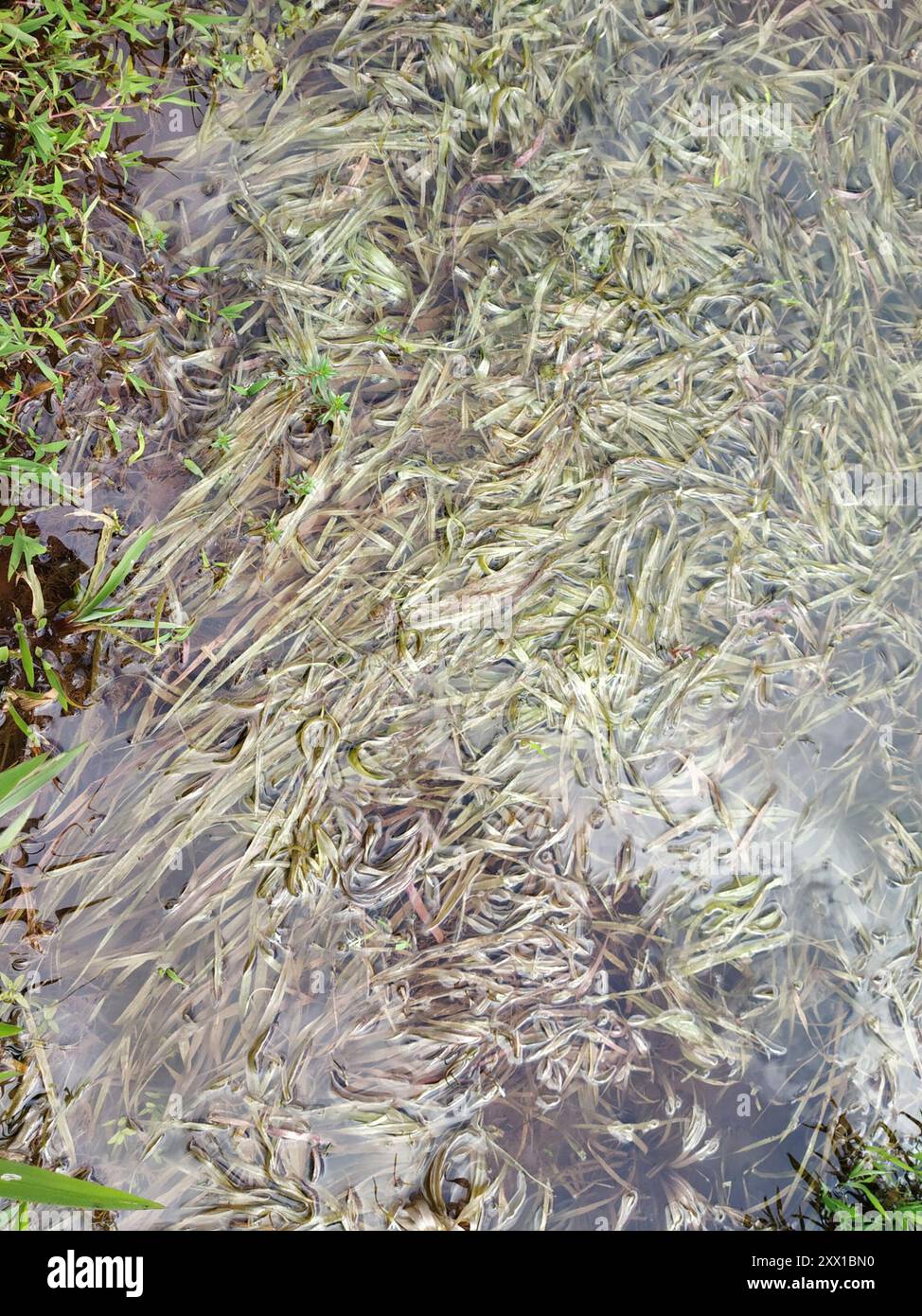 (Blyxa echinosperma) Plantae Stock Photo - Alamy