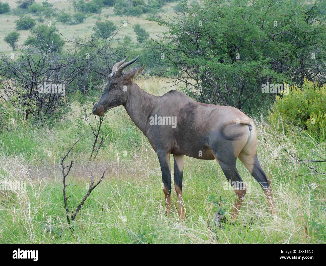 Common Tsessebe (Damaliscus lunatus lunatus) Mammalia Stock Photo - Alamy