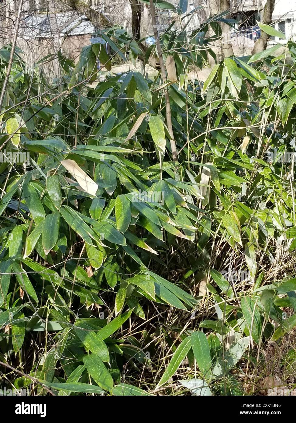 river cane (Arundinaria gigantea) Plantae Stock Photo - Alamy